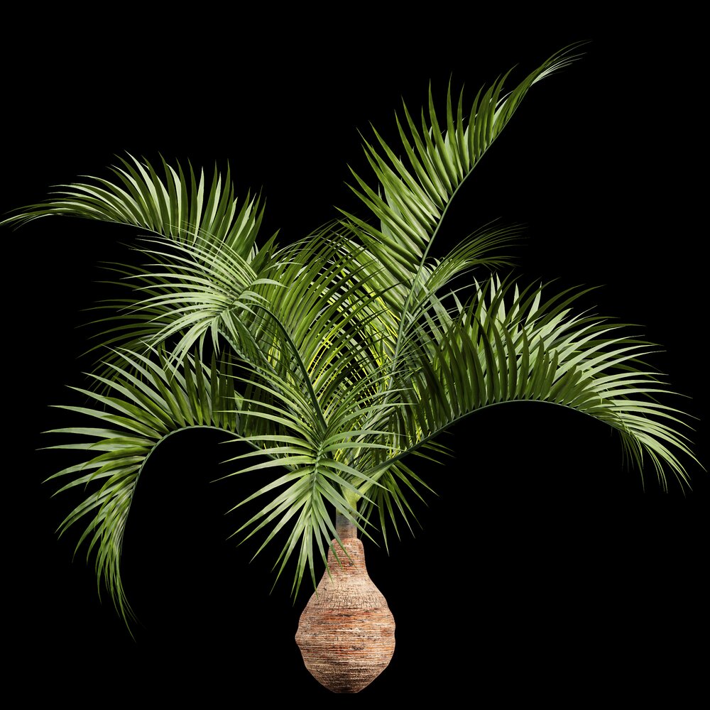 Palmera Botella Hyophorbe Lagenicaulis Modelo 3D - Descargar Árboles on ...