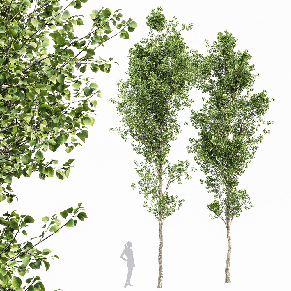 Birch Two trees 3D model - Download Trees on 3DModels.org