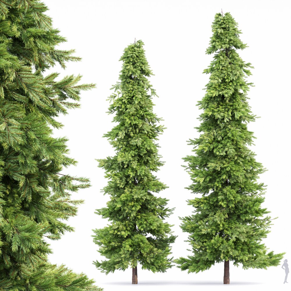 Spruce Two Trees 3D model - Download Trees on 3DModels.org