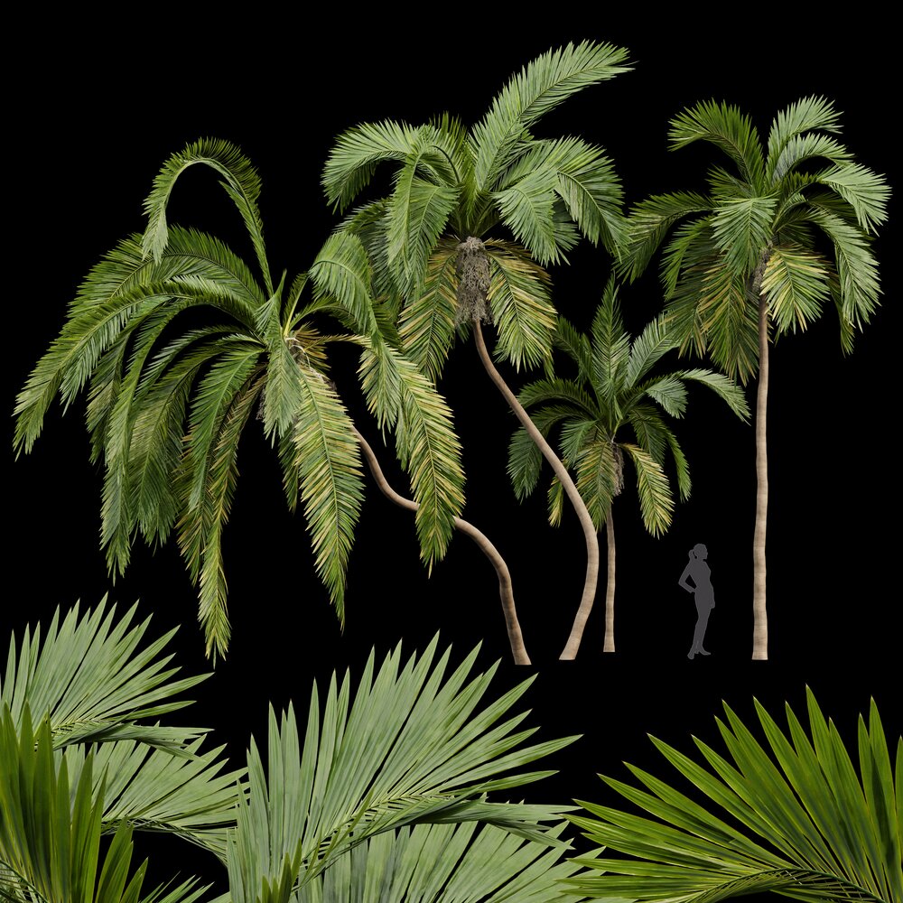 Queen Palm 4 Trees Syagrus Romanzoffiana 3D model - Download Trees on ...
