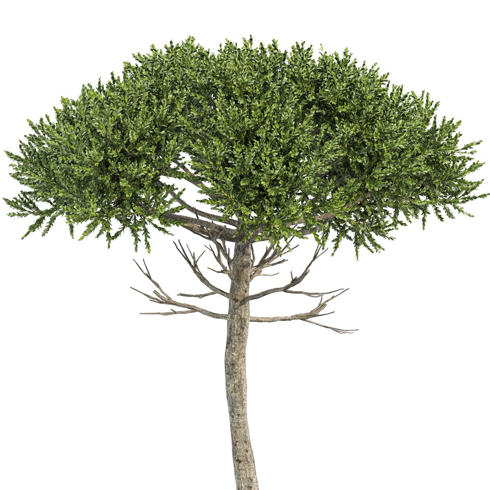 Two Trees Araucaria Araucana 3D模型 - 下载 树木 on 3DModels.org