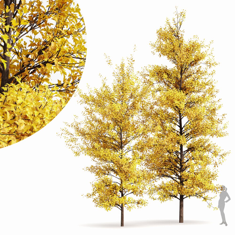 Acer Buergerianum Fall Tree 3D model - Download Trees on 3DModels.org