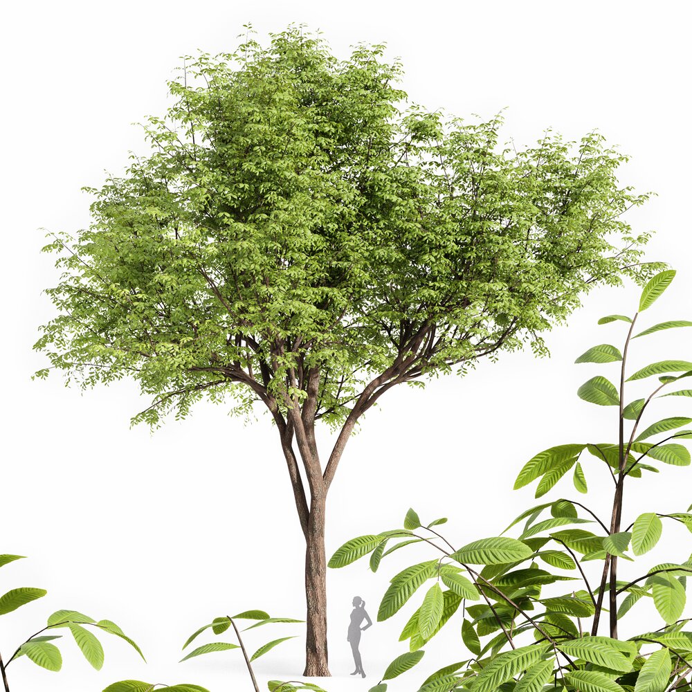 Roble Japonés Modelo 3D - Descargar Árboles activado 3DModels.org