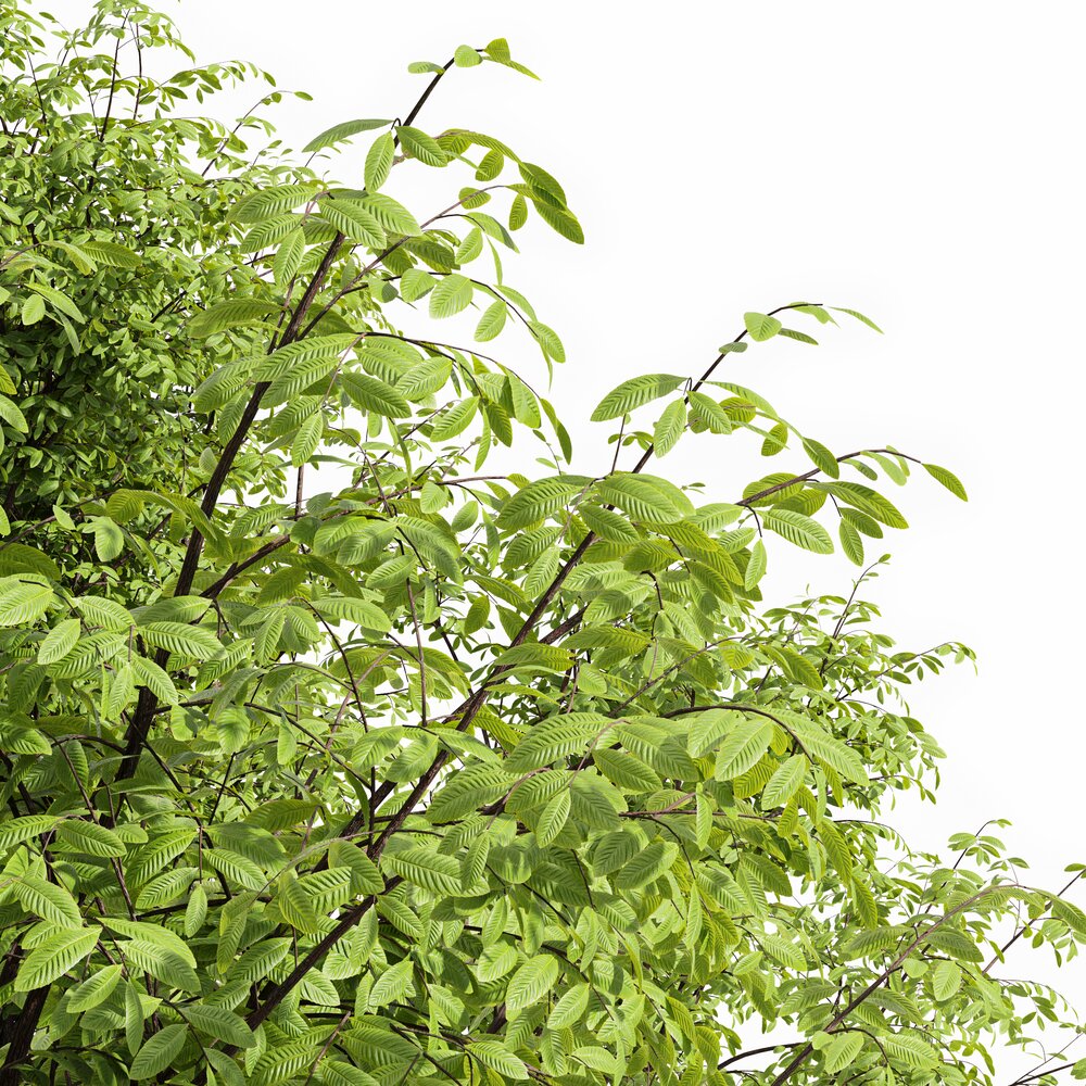 Quercus Serrata Tree 3D model - Download Trees on 3DModels.org