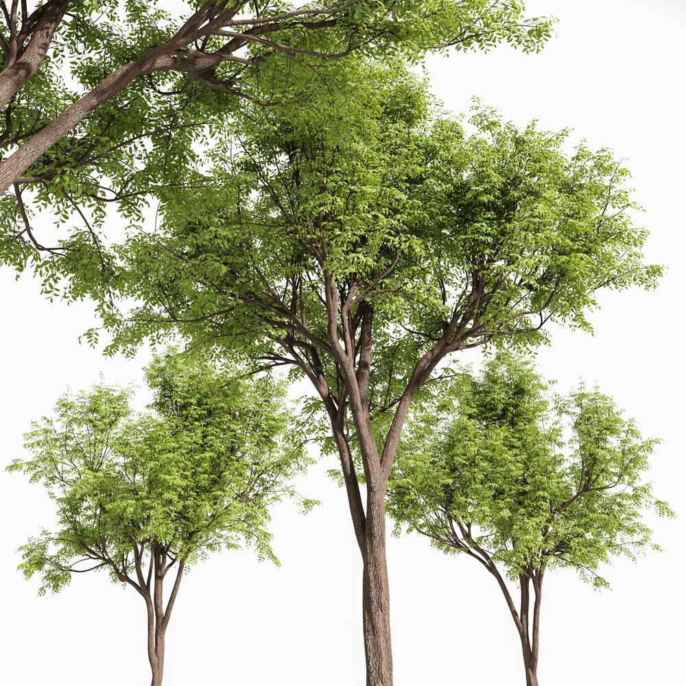 Quercus Serrata Tree 3D model - Download Trees on 3DModels.org