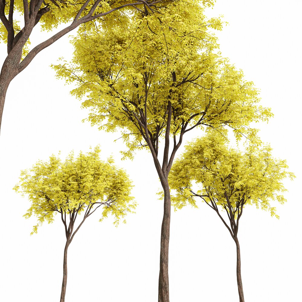 Quercus Serrata Fall Tree 3D model - Download Trees on 3DModels.org