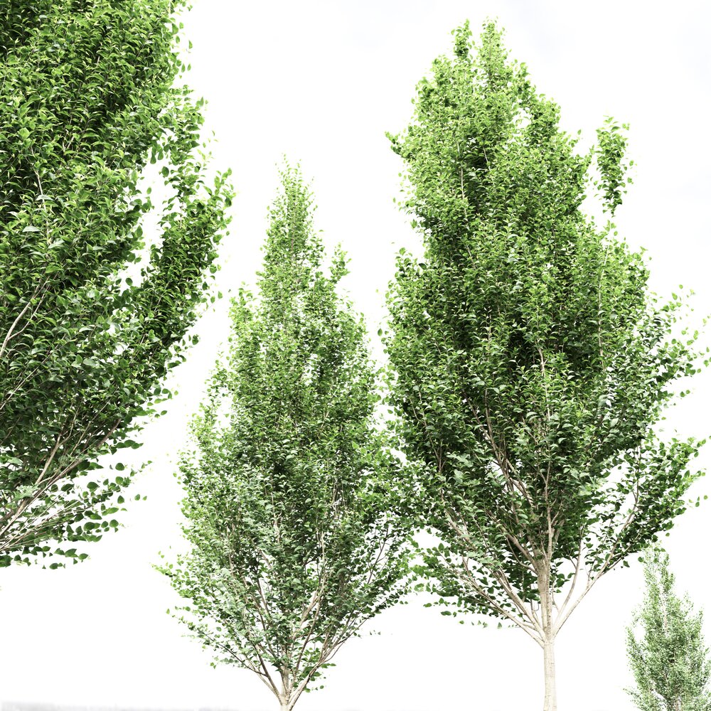 Carpinus Betulus Broadleaf Tree 3D 모델 - 다운로드 나무 on 3DModels.org