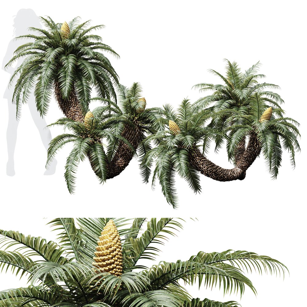 Cycas Revoluta Palmfarn Fruit Tree 3D model - Download Trees on ...