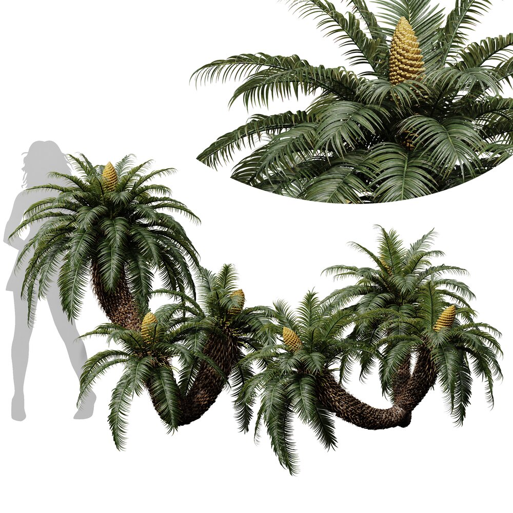 Cycas Revoluta Palmfarn Fruit Tree 3D 모델 - 다운로드 나무 on 3DModels.org