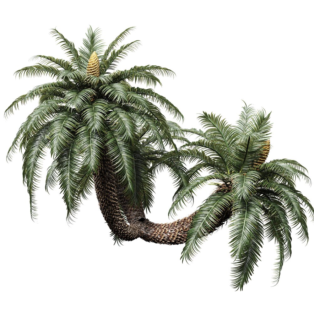 Cycas Revoluta Palmfarn Fruit Tree 3D 모델 - 다운로드 나무 on 3DModels.org