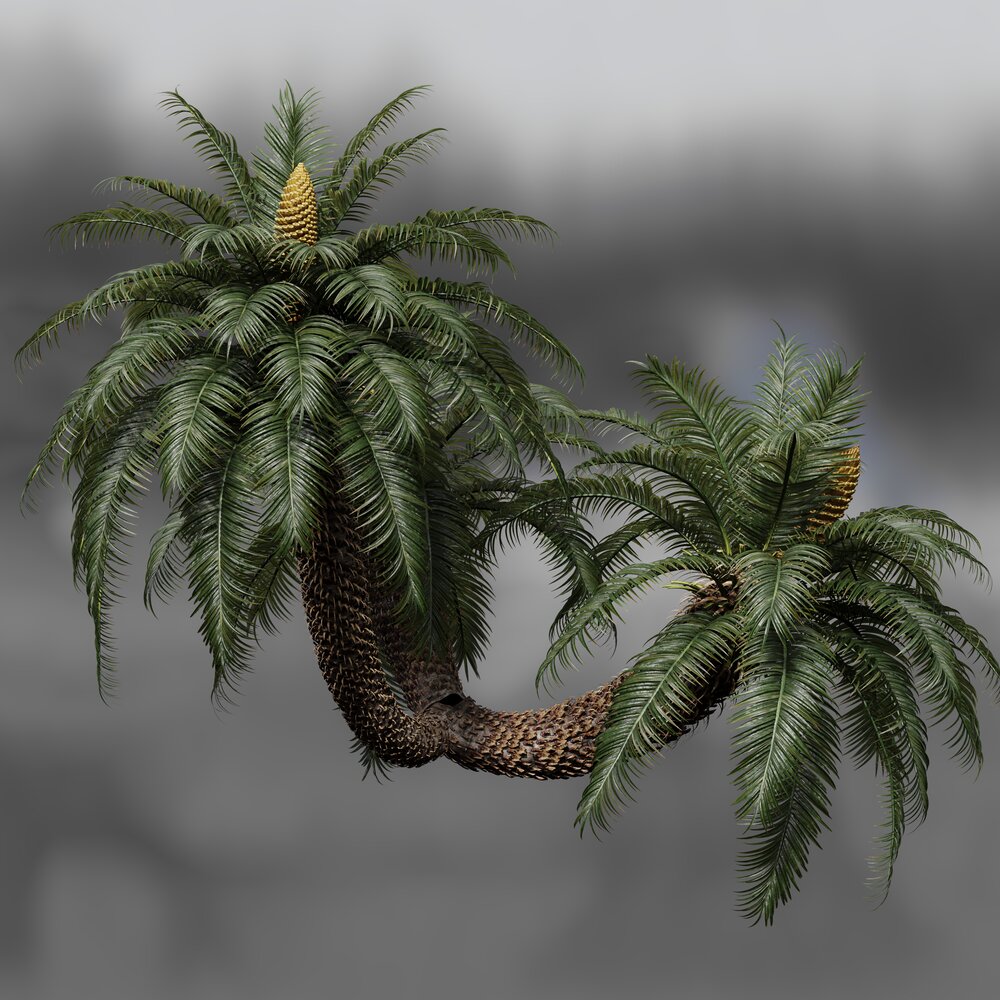 Cycas Revoluta Palmfarn Fruit Tree 3D 모델 - 다운로드 나무 on 3DModels.org