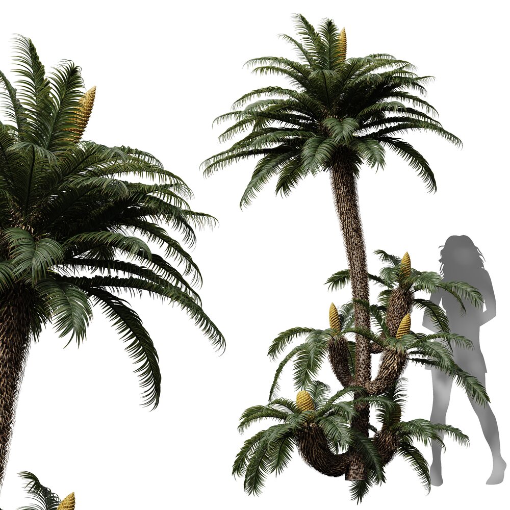 Cica Revoluta con Conos Frutales Modelo 3D - Descargar Árboles on ...