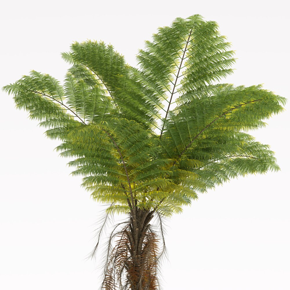 Alsophila Spinulosa Fern Tall Tree 3D model - Download Trees on ...