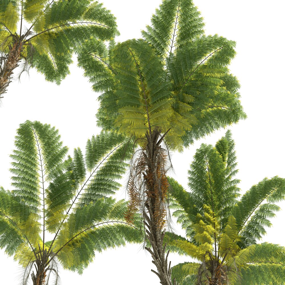Alsophila Spinulosa Fern Tall Tree 3D model - Download Trees on ...
