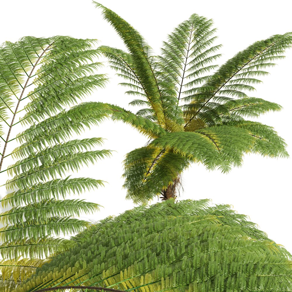 Alsophila Spinulosa Fern Tall Tree 3D model - Download Trees on ...