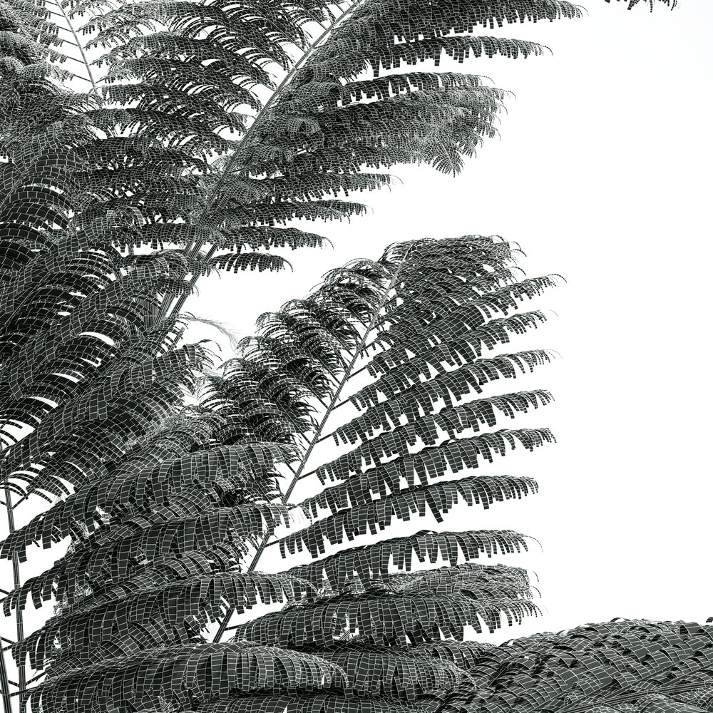 Alsophila Spinulosa Fern Tall Tree 3D model - Download Trees on ...