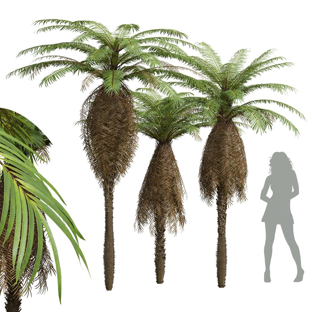 Brainea Insignis Fern Long Beard Tall Palm Tree 3D model - Download ...