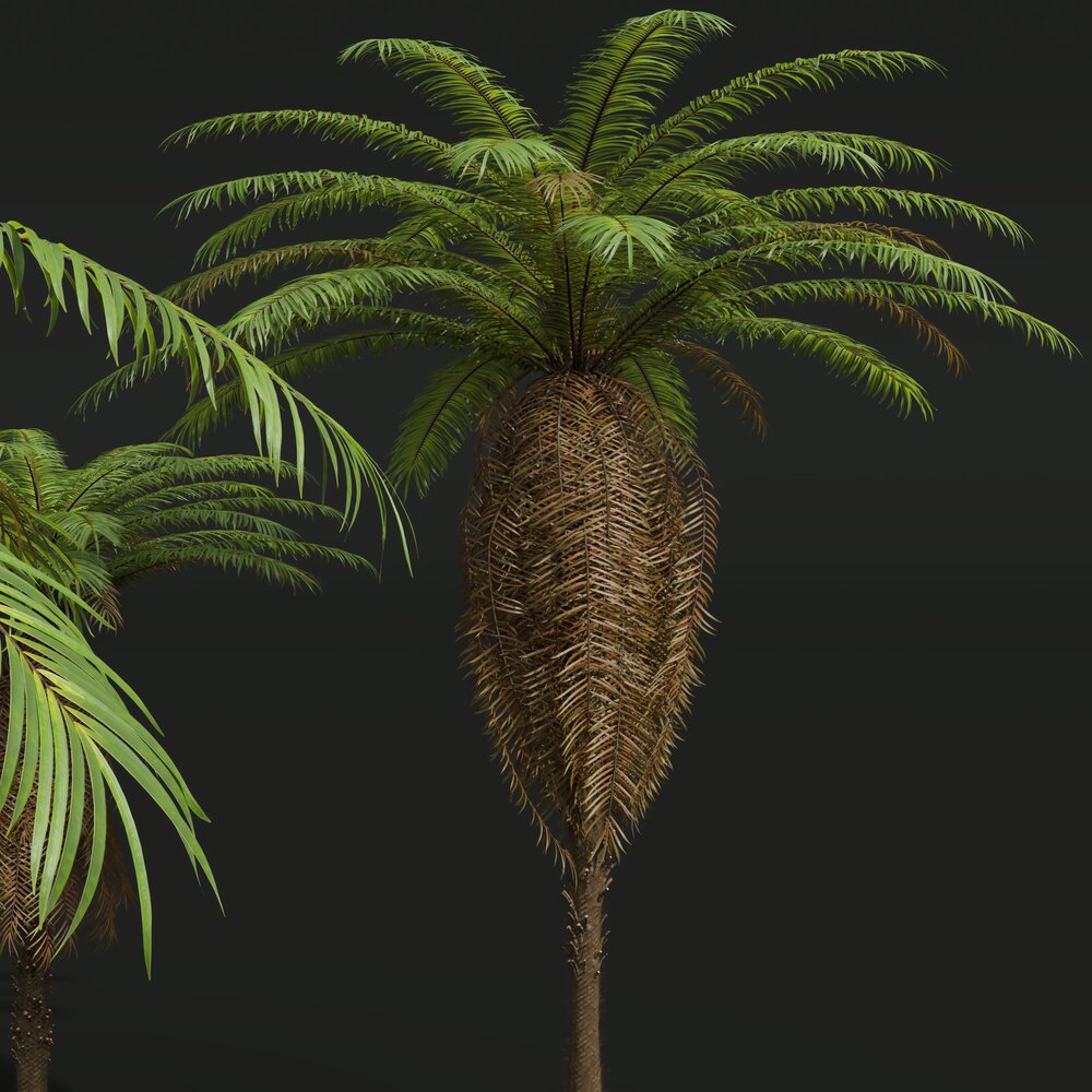 Brainea Insignis Fern Long Beard Tall Palm Tree 3D model - Download ...