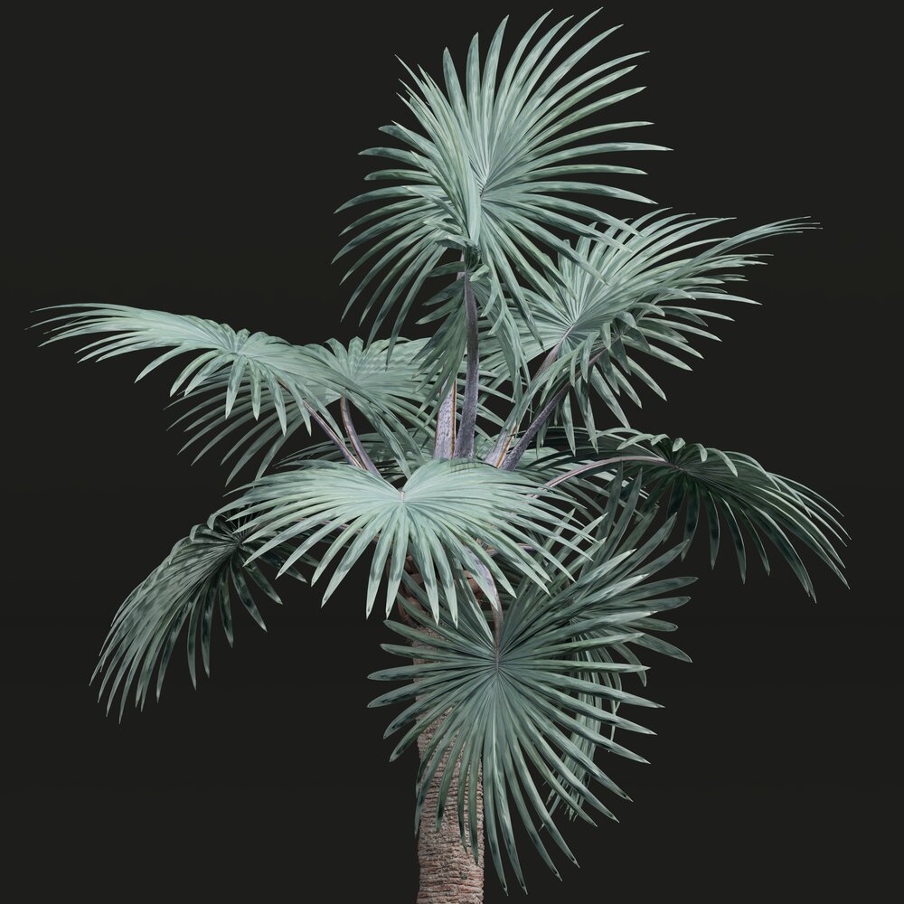 Bismarckia Nobilisi Palm Small Palm Tree 3D model - Download Trees on ...
