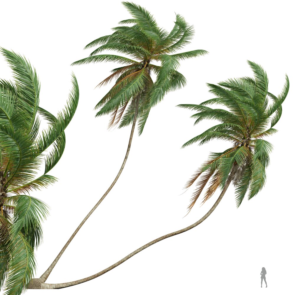 Curved Coconut Palm with Feathery Fronds 3D model - Download Trees on ...