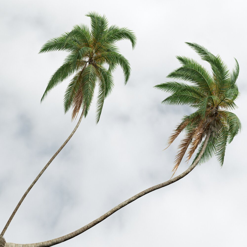 Curved Coconut Palm with Feathery Fronds 3D model - Download Trees on ...