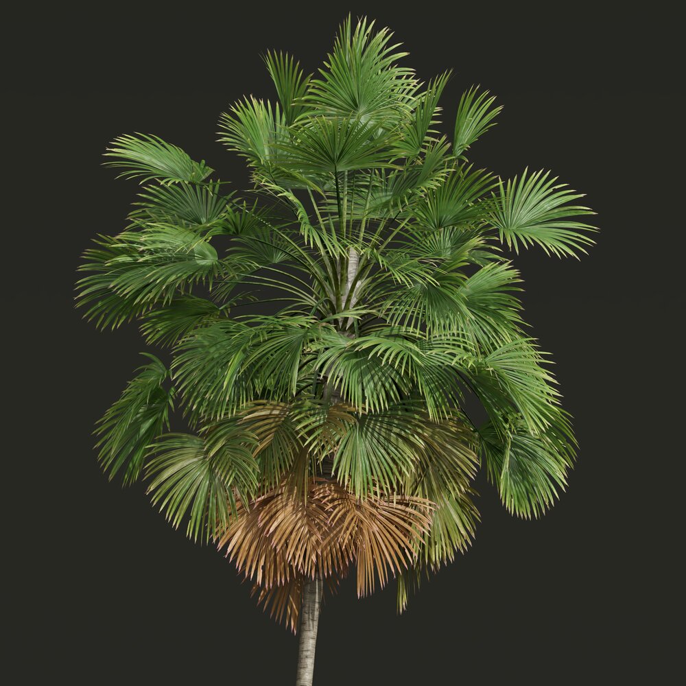 Cocos Nucifera Windy And Borassus Flabellifer 4 Palm Trees 3D modeli ...