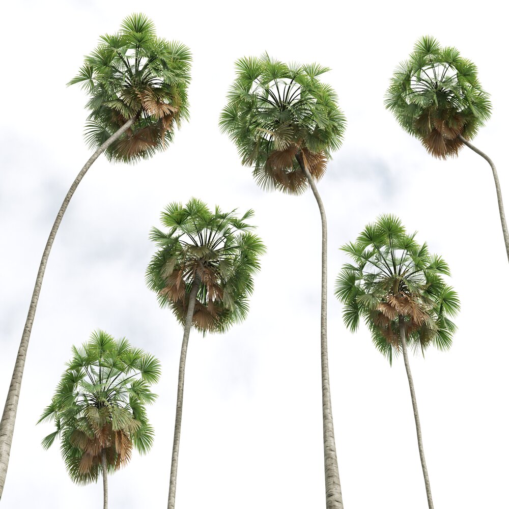 Cocos Nucifera Windy And Borassus Flabellifer 4 Palm Trees 3D modeli ...