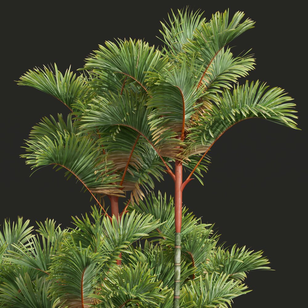 Cyrtostachys Renda Lipstick Palm with Clustered Trunks 3D model ...