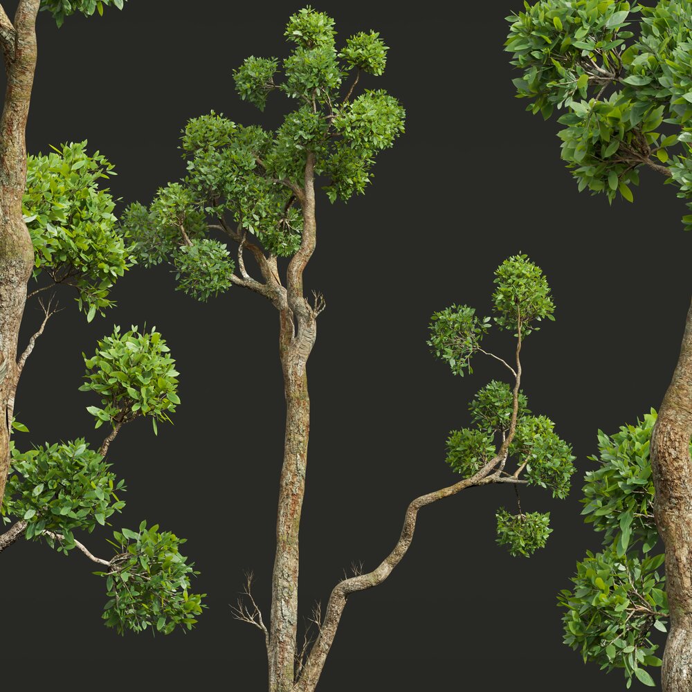 Cinnamomum Camphora Decorative Tree 3D model - Download Trees on ...