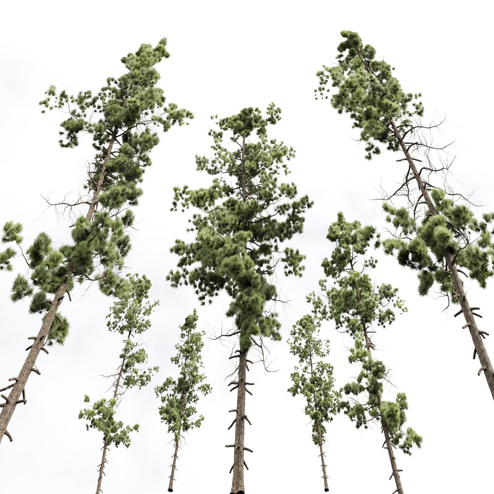 Pinus Palustris with Tall Slender Trunk 3D model - Download Trees on ...