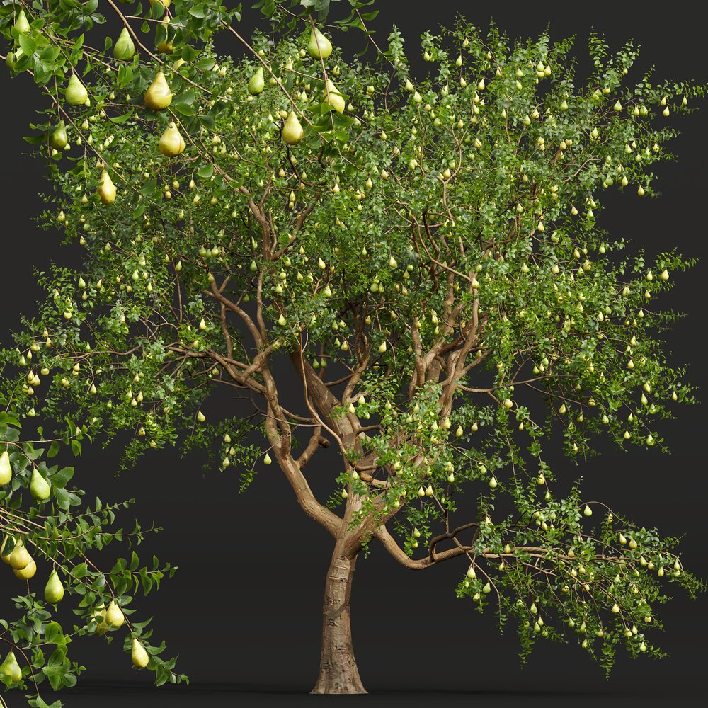 Pear Pyrus Communis Green Tree 3D 모델 - 다운로드 나무 on 3DModels.org