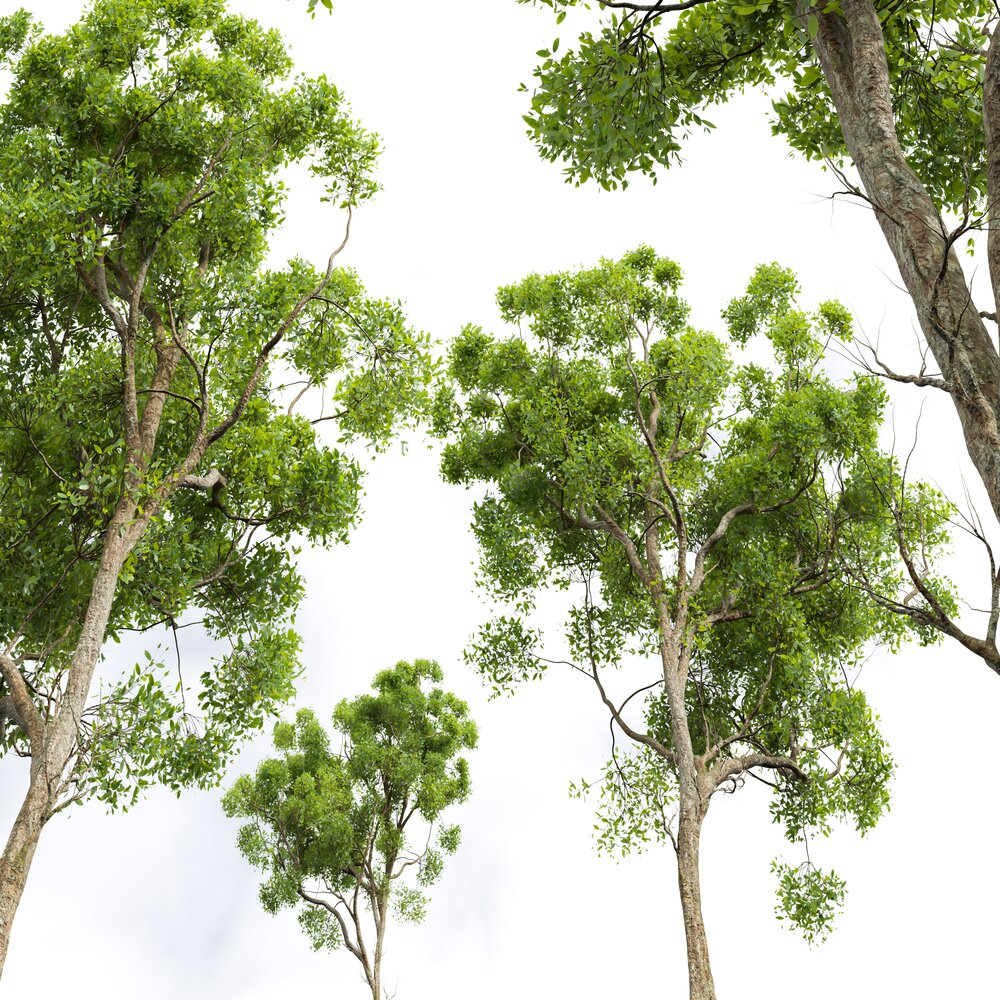 Camphor Tree with Glossy Leaves Evergreen 3D model - Download Trees on ...