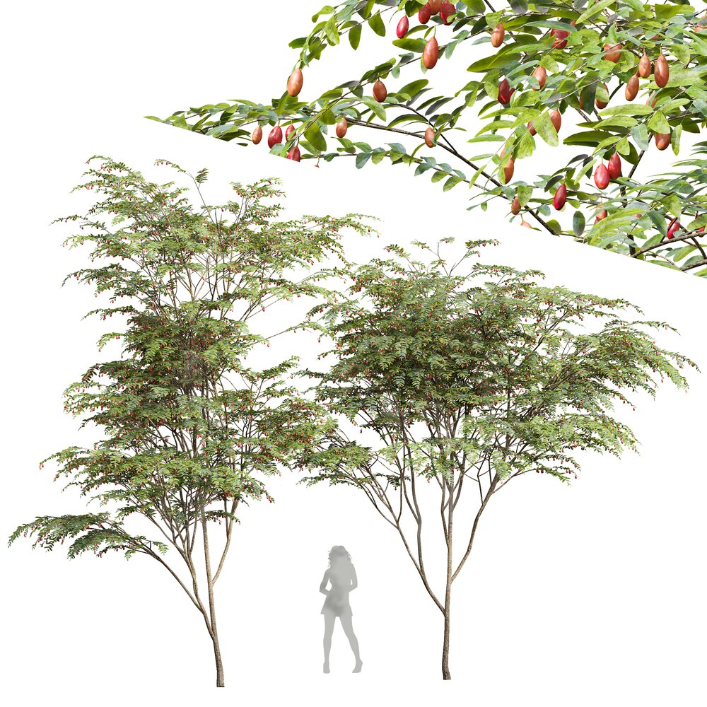 Ziziphus Jujuba Chinesische Dattel Red Tree 3D model - Download Trees ...