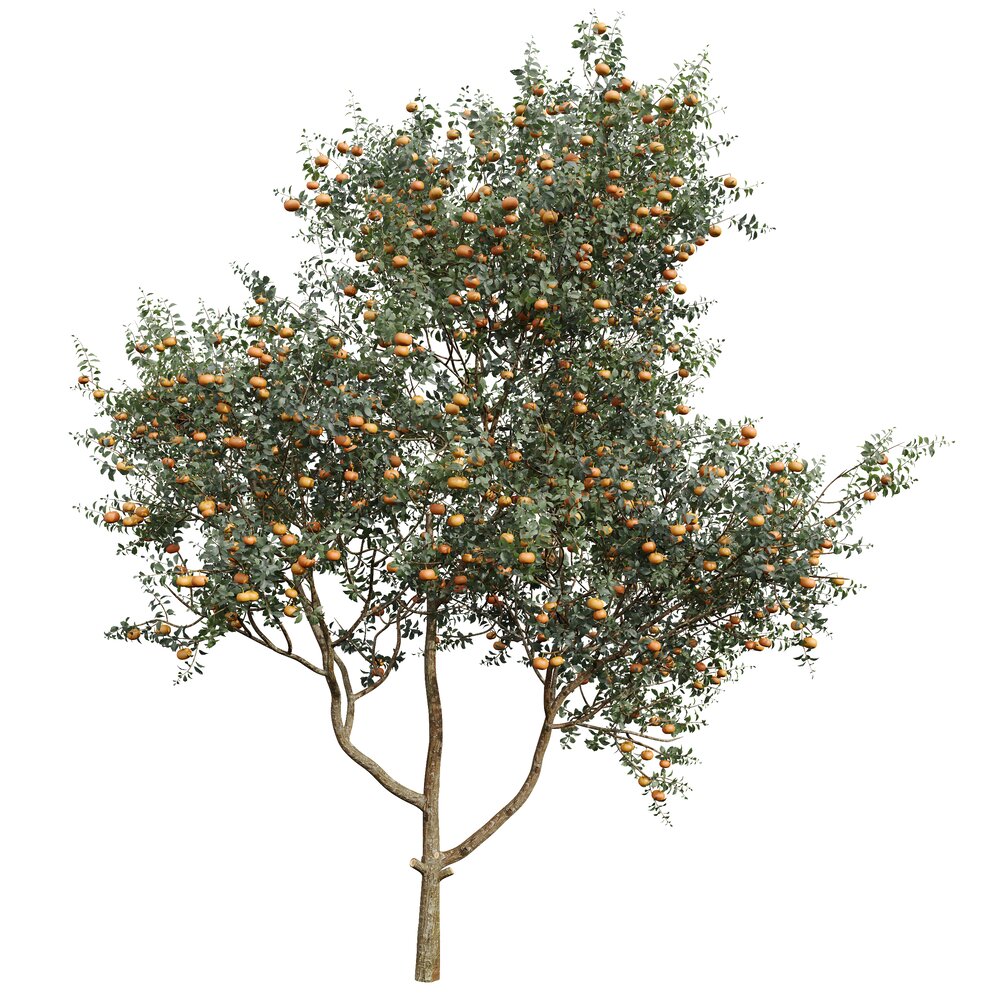 Citrus Dancy Mandarin Tangerine Tree 3D model - Download Trees on ...