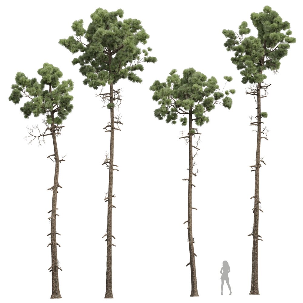 Engelmann Pine Trees with Slender Trunks 3D模型 - 下载 树木 on 3DModels.org