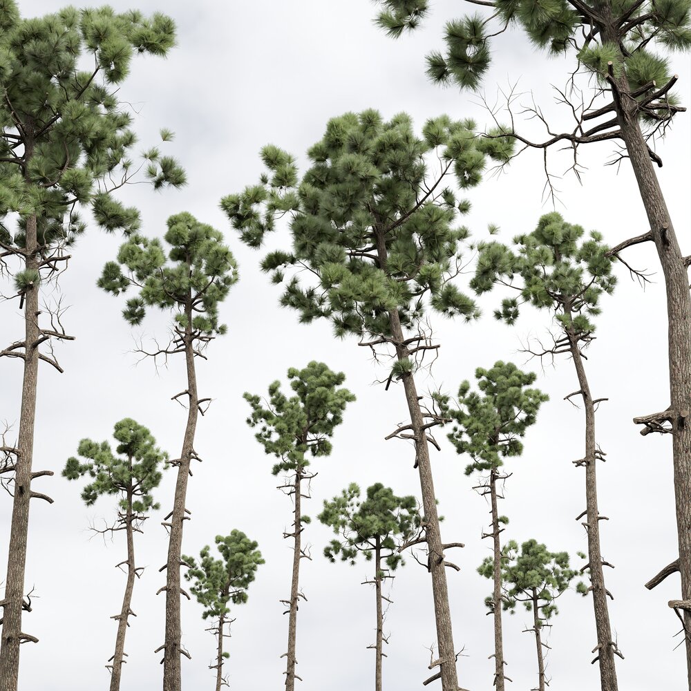 Engelmann Pine Trees with Slender Trunks 3D模型 - 下载 树木 on 3DModels.org