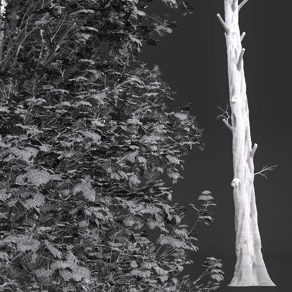 Fagus Sylvatica Tree 3d Model Download Trees On