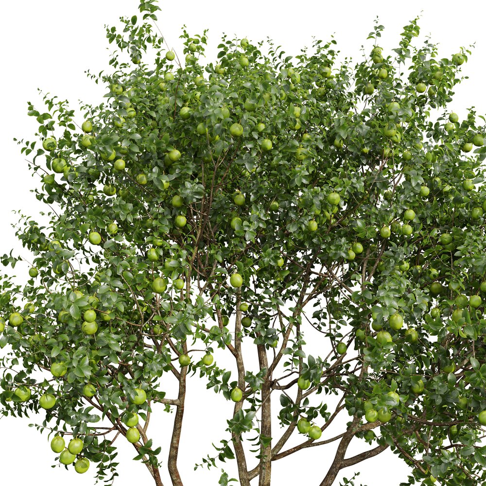 Citrus Sinensis Orange Arancio Green Tree 3D model - Download Trees on ...
