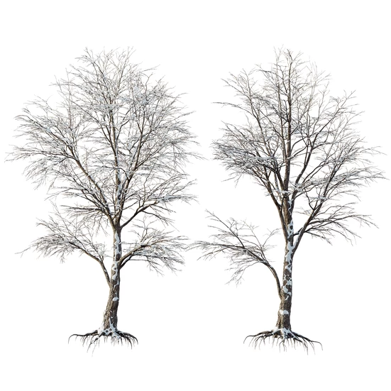 Winter trees 3D Models Download - 3DModels.org