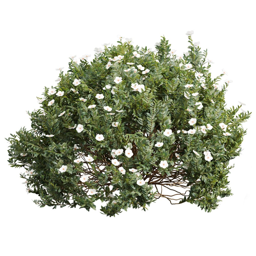 Cinco Arbustos Diferentes de Jara y Coronilla Glauca Modelo 3D ...