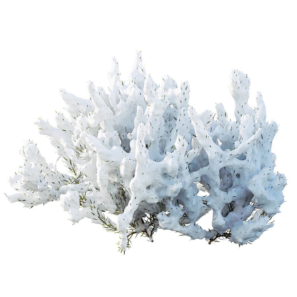 AV Plants Wild Erica Multiflora Bruyere Fiche Winter Snow 3D model ...