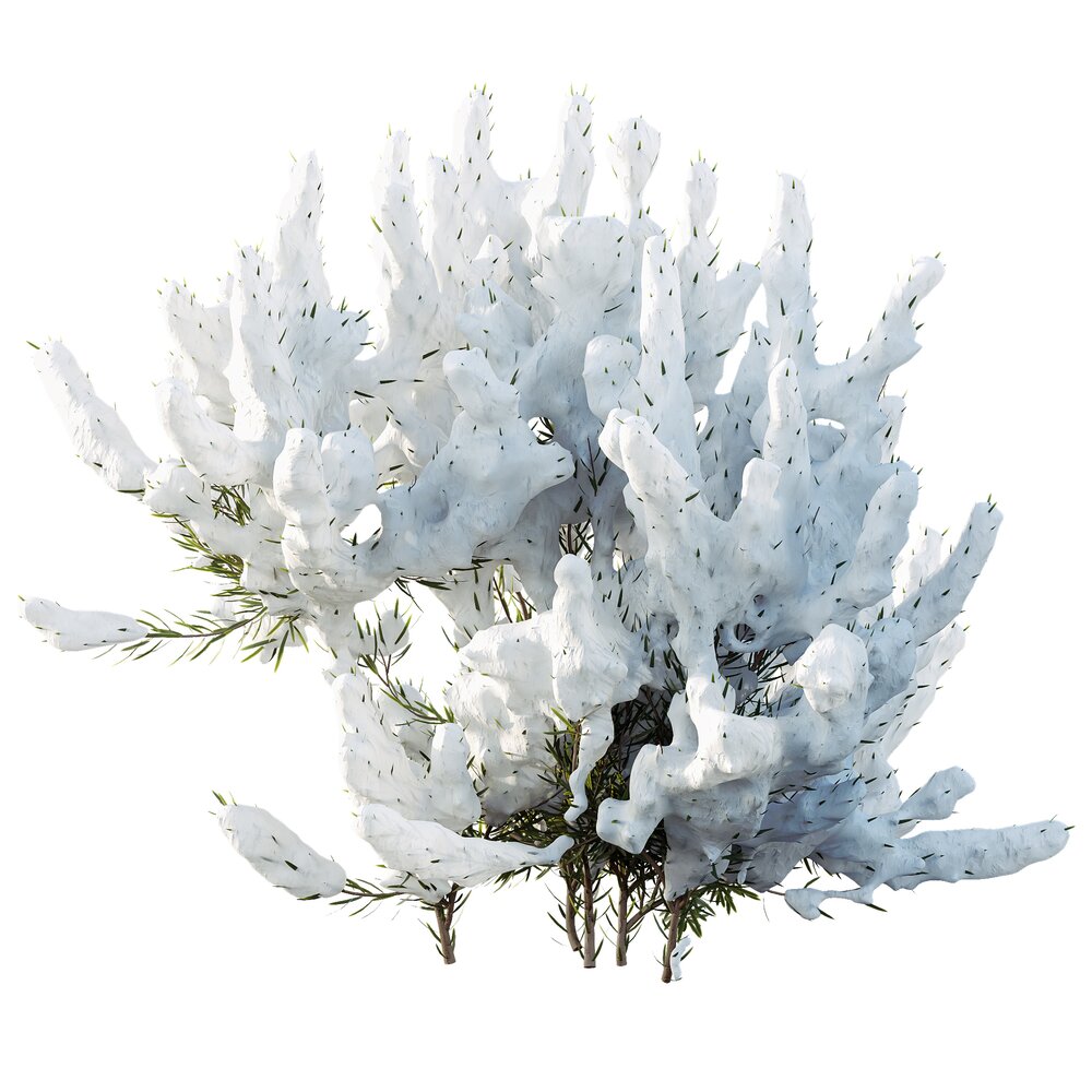 AV Plants Wild Erica Multiflora Bruyere Fiche Winter Snow 3D model ...