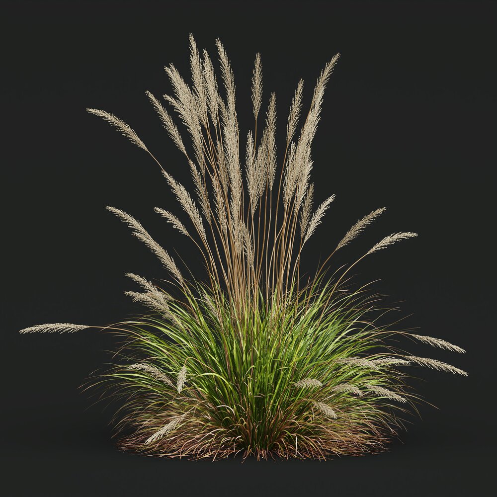 AV Calamagrostis Karl Foerster and Stipa Anemanthele lessoniana Grasses ...