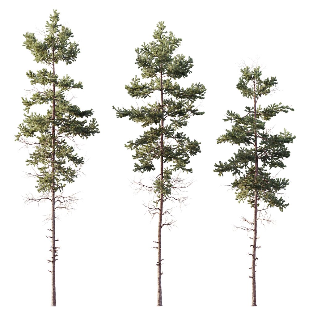 AV Plants Pinus Nigra Sylvestris Subsp Winter Snow 3D model - Download ...