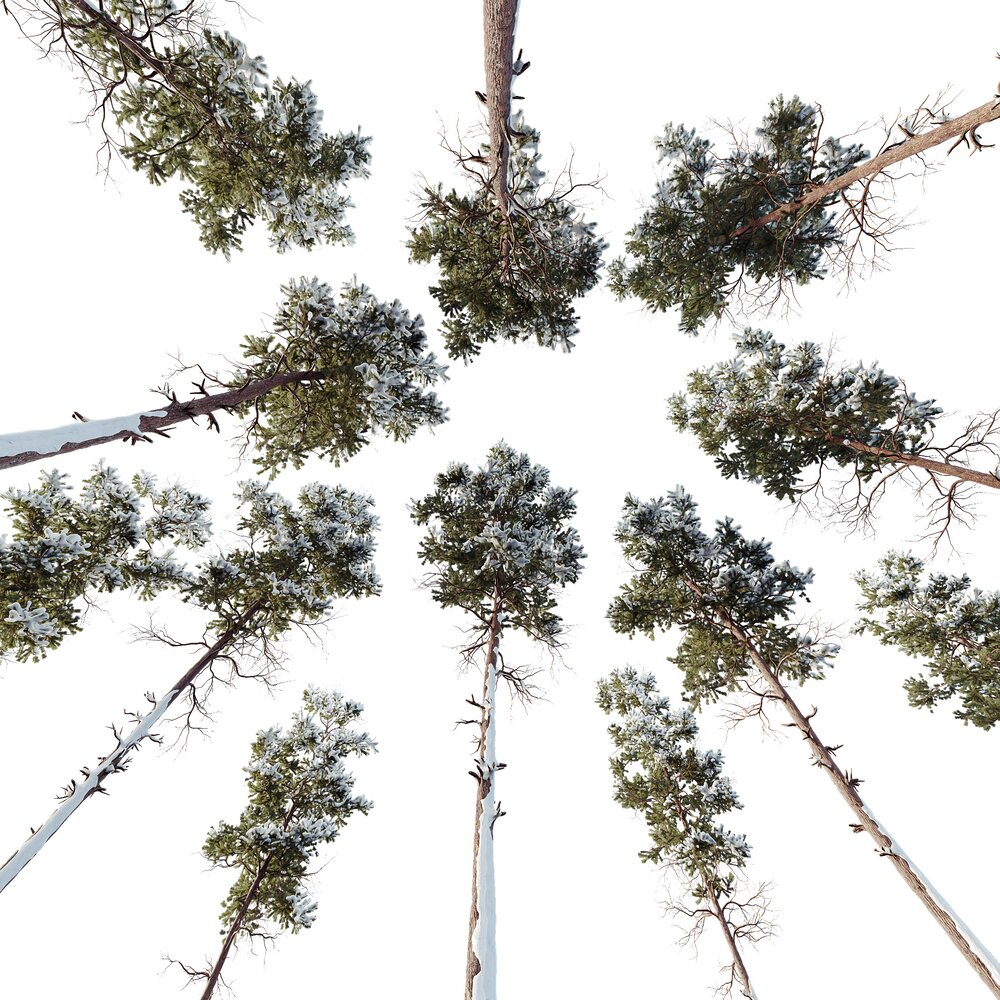 AV Plants Pinus Nigra Sylvestris Subsp Winter Snow 3D model - Download ...