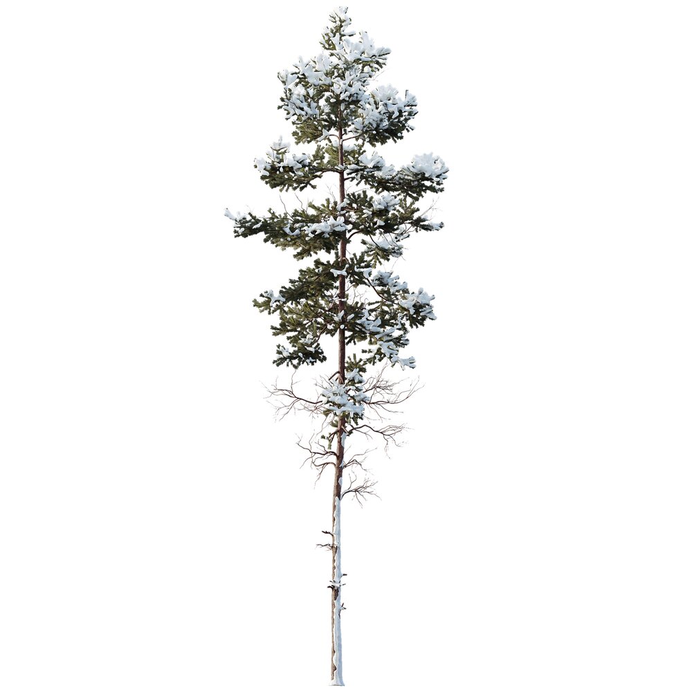 AV Plants Pinus Nigra Sylvestris Subsp Winter Snow 3D model - Download ...