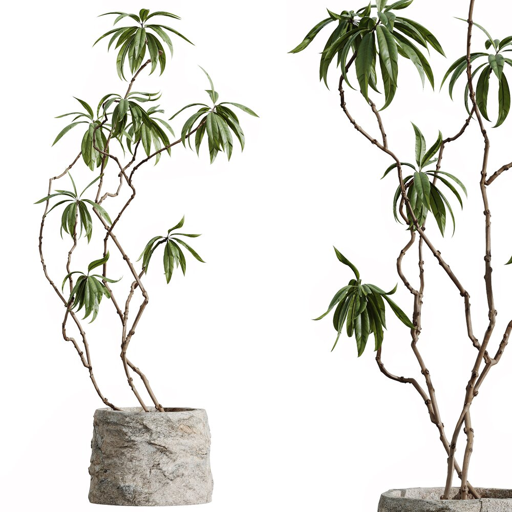 AV HousePlants Japandi Decorative Minimalism Ficus Dracaena Marginata ...