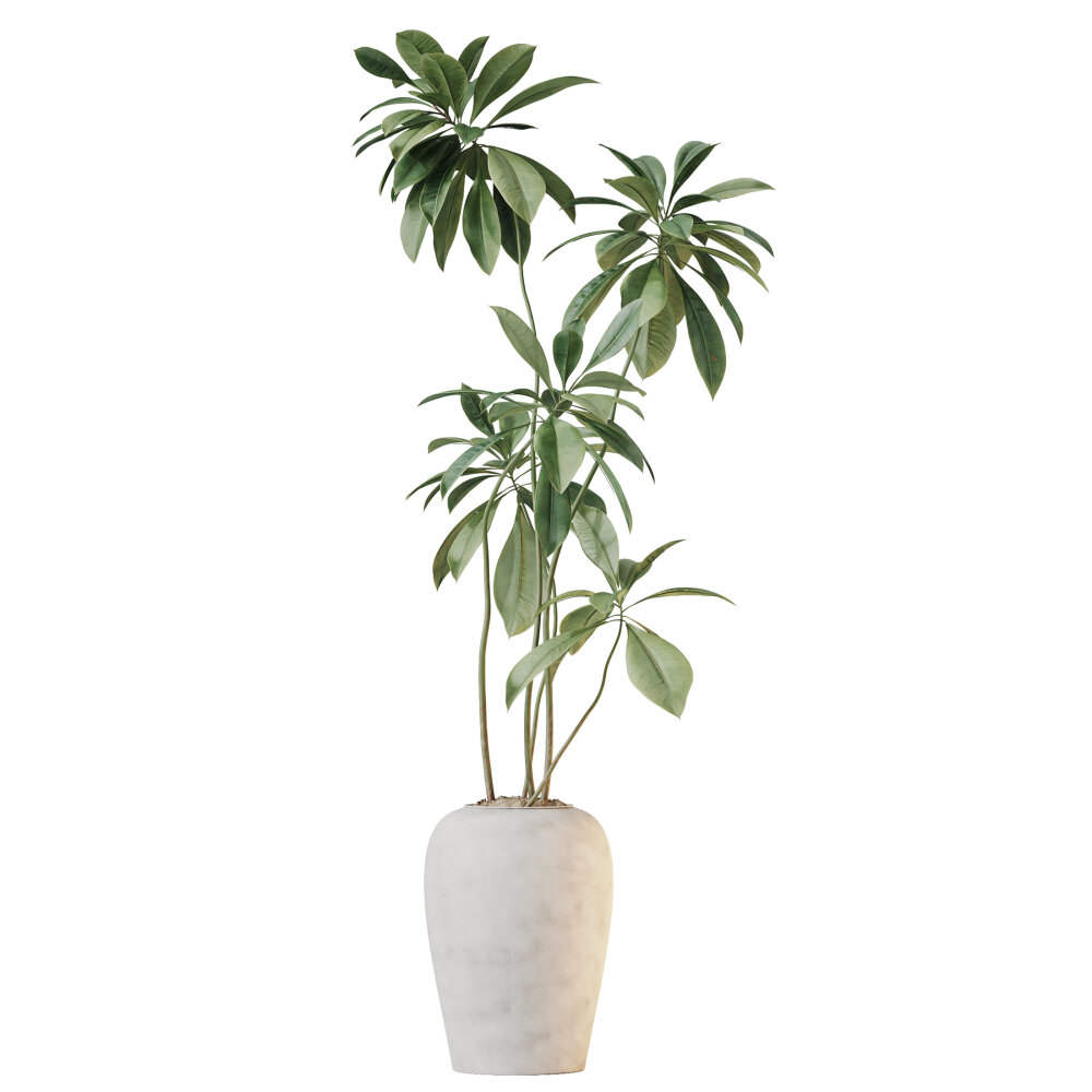 Indoor Plants with Yellow Fruits Collection 3D model - Download ...