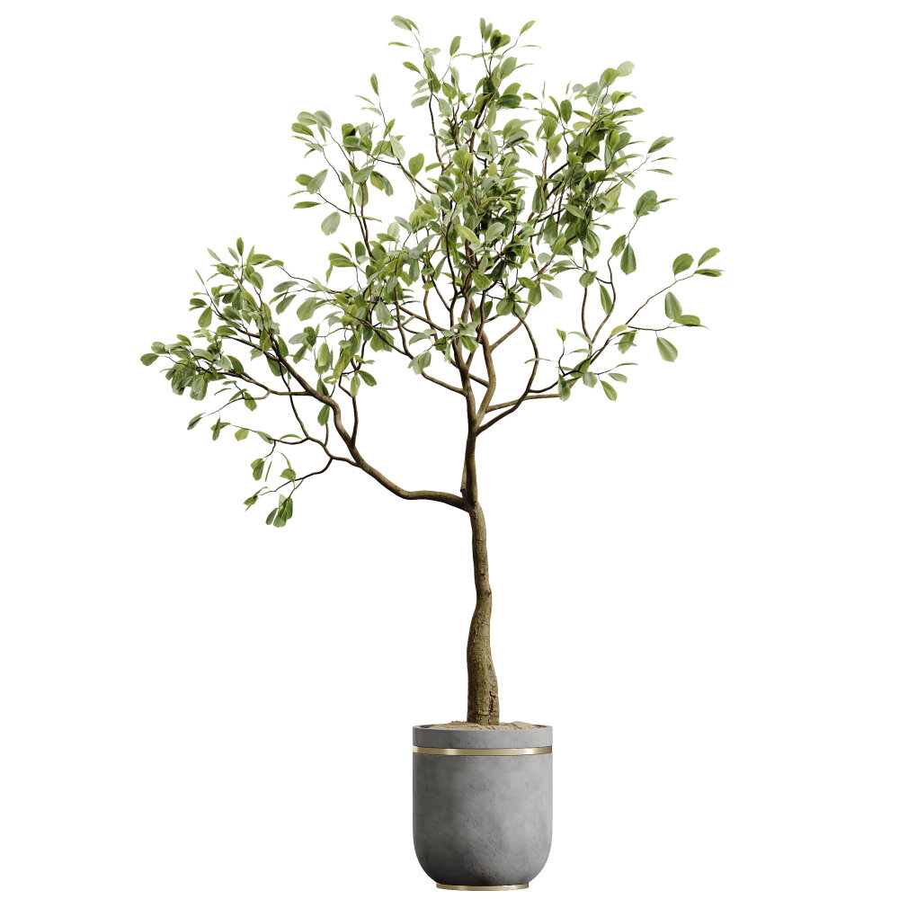 Minimalistic Decorative Potted Tree 3D model - Download Houseplants on ...