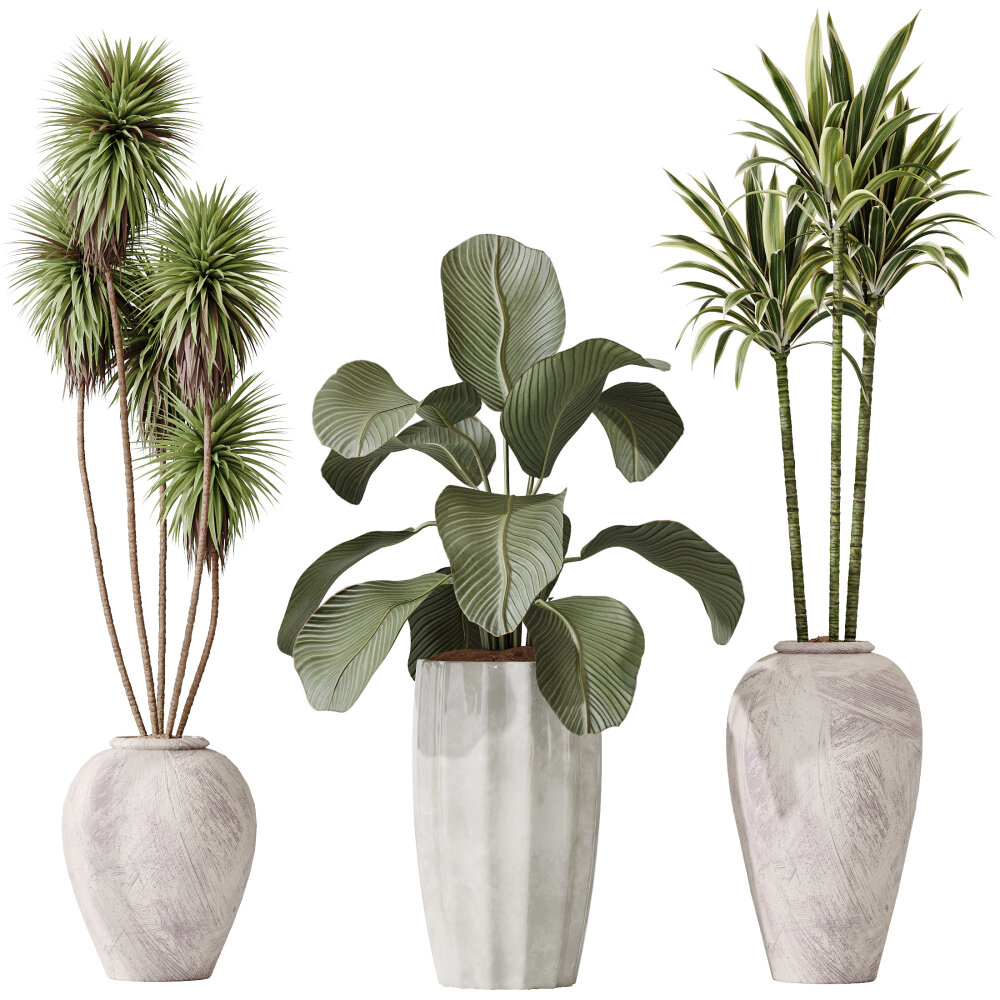 Indoor Plant Collection: Mission Olive, Areca Palm, and More in ...